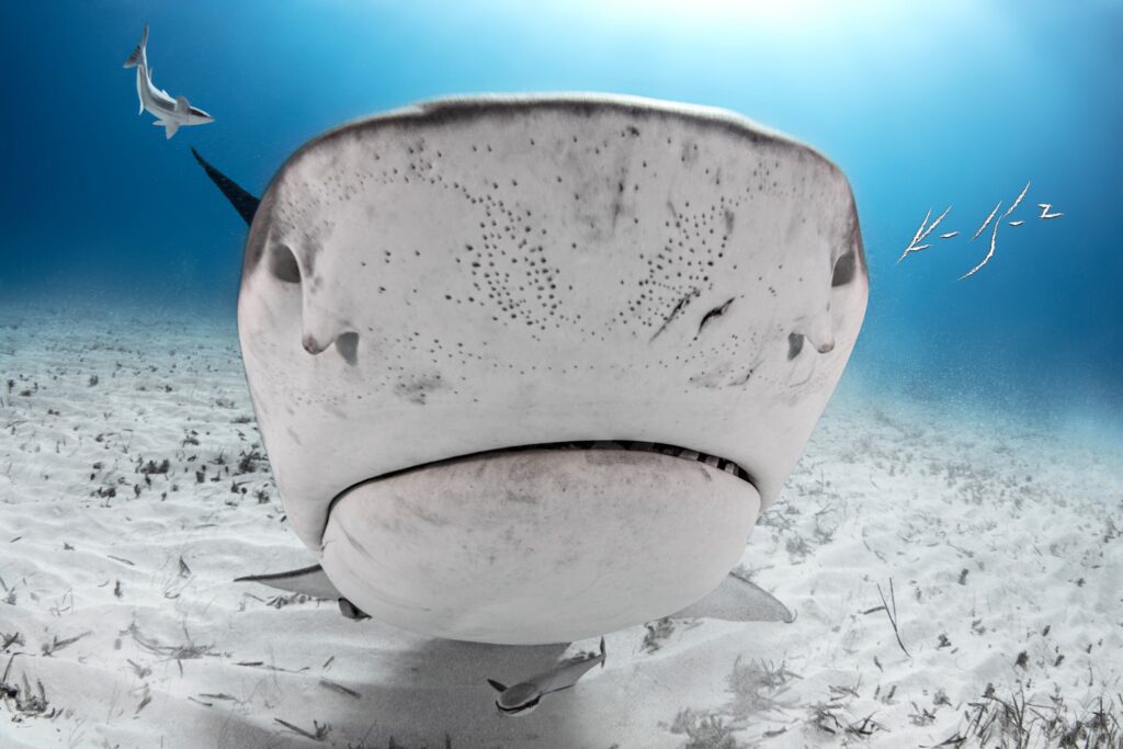 10 facts you didn’t know about sharks!