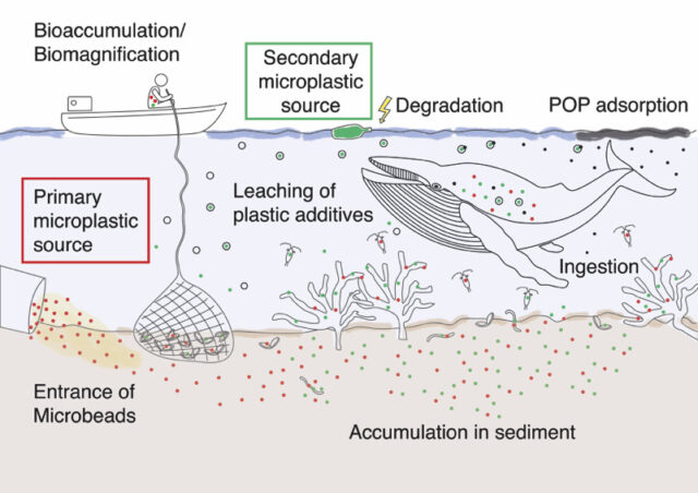 Microplastics in our ocean and why you should care